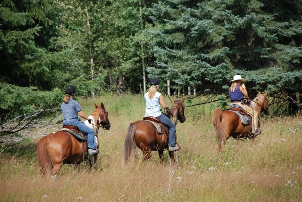 Your Guide to Volunteering to Work with Horses | Volunteer Forever